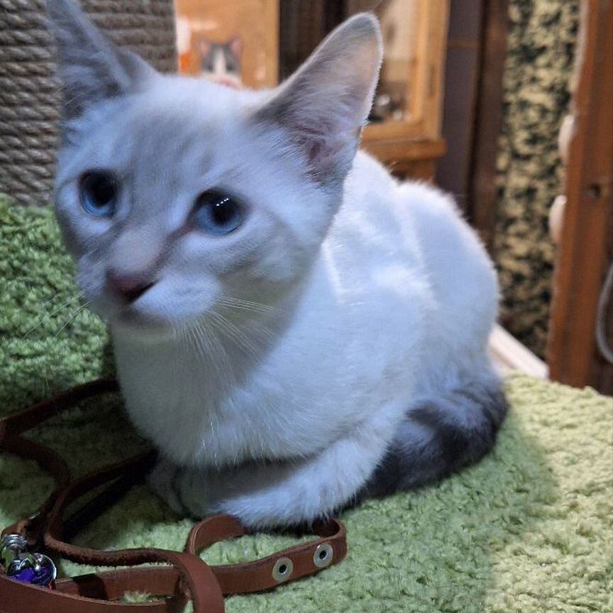 Голубоглазый котик