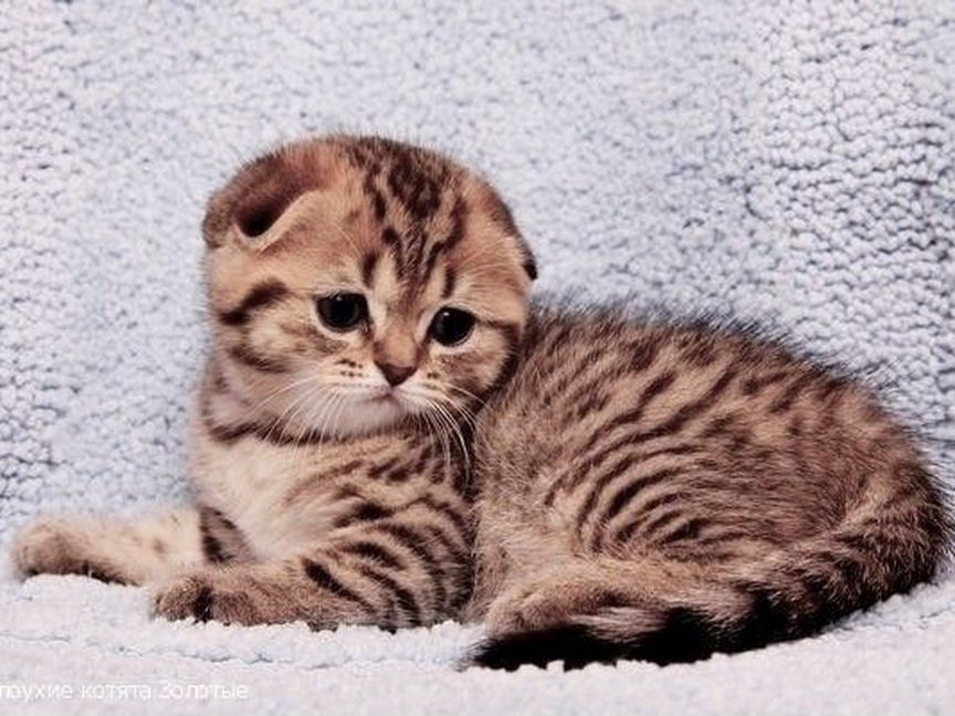 Вислоухие котята