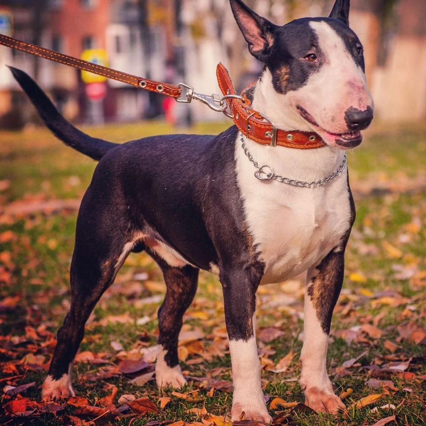 Кобель бультерьер