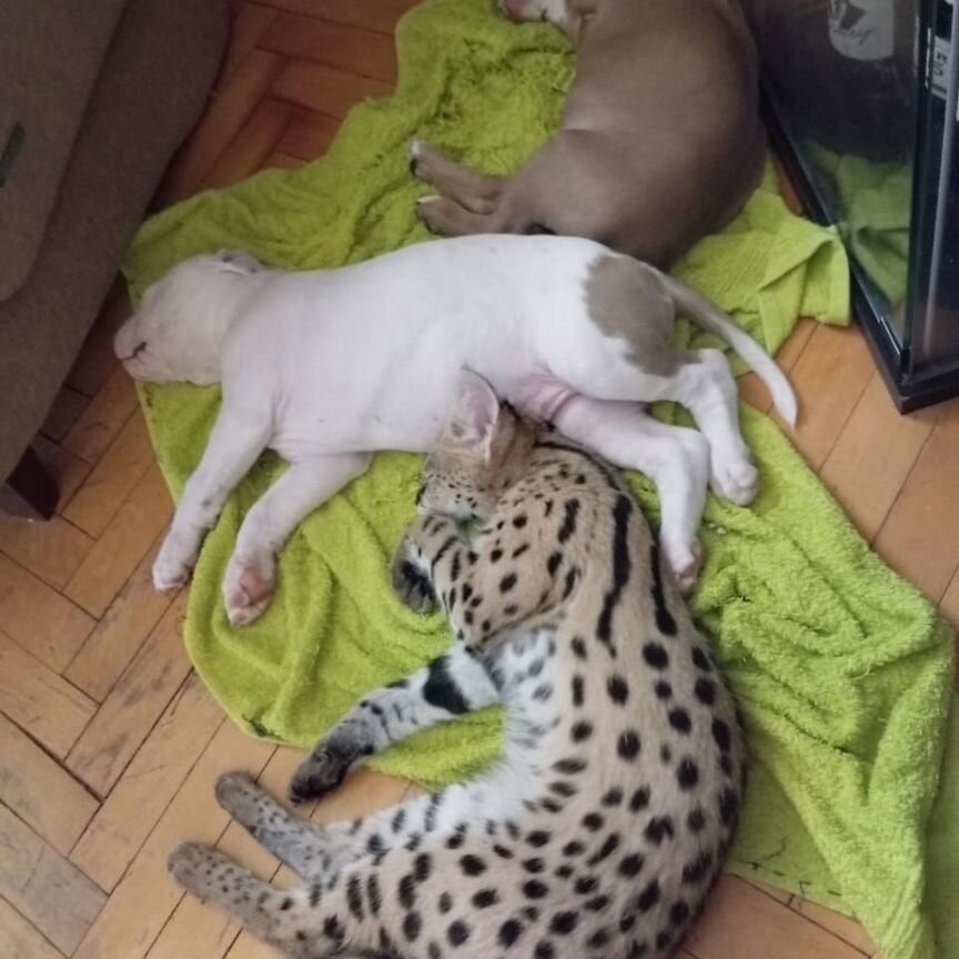 Щенки американского питбуля