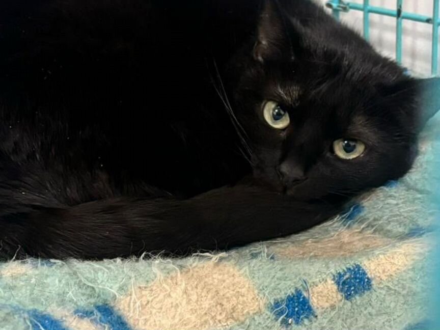 Кошечка Крис в добрые руки