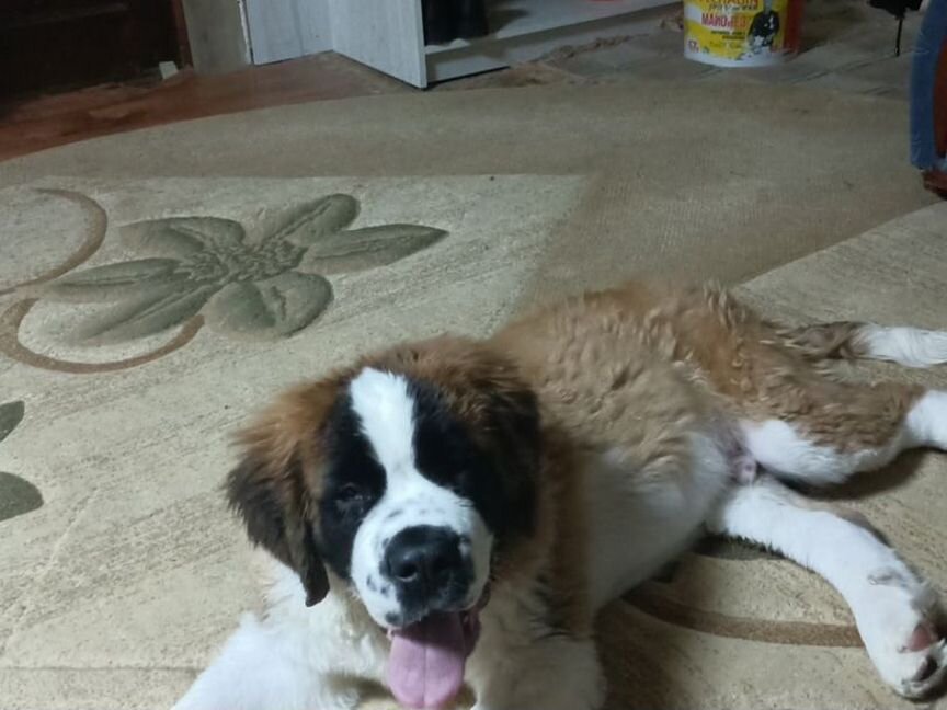 Малыши сенбернар