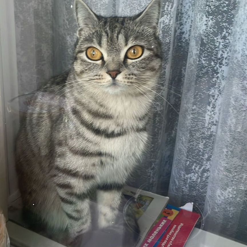 Британская короткошёрстная, взрослая кошка