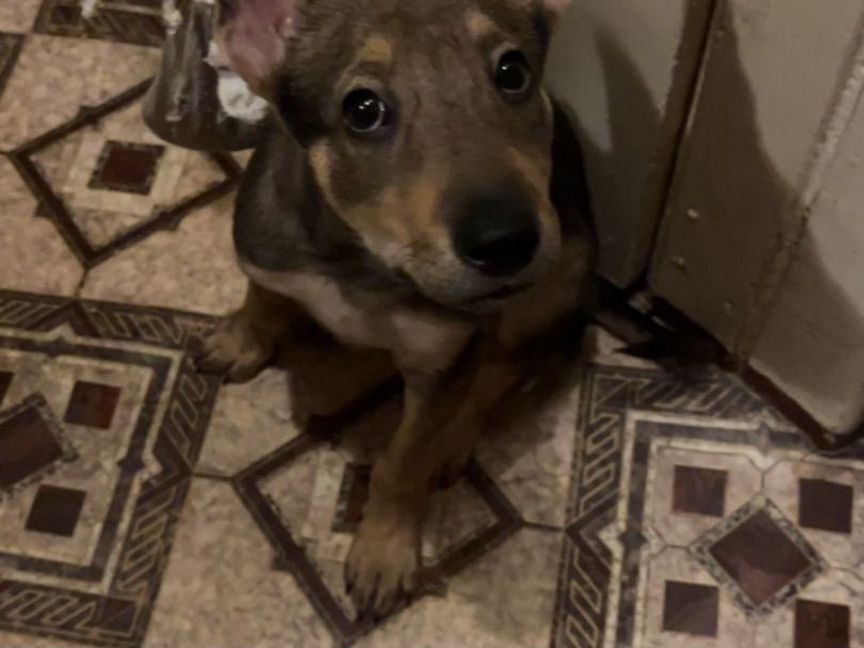 Собака в добрые руки