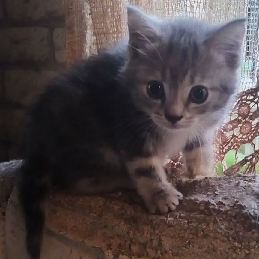 Шотландский вислоухий короткошёрстный котёнок