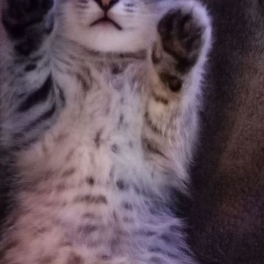 Шотландский котенок