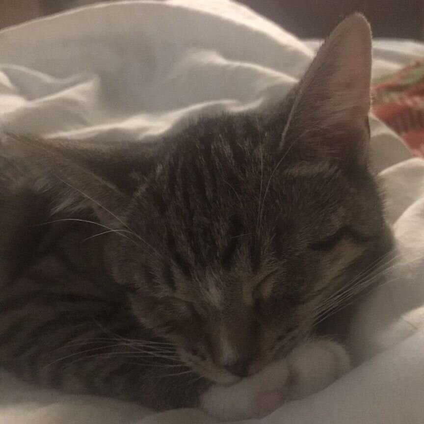 Взрослая, кошка в добрые руки