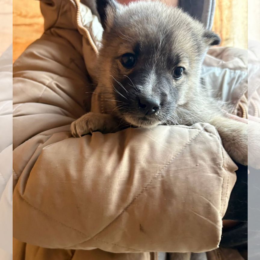 Щенок в добрые руки