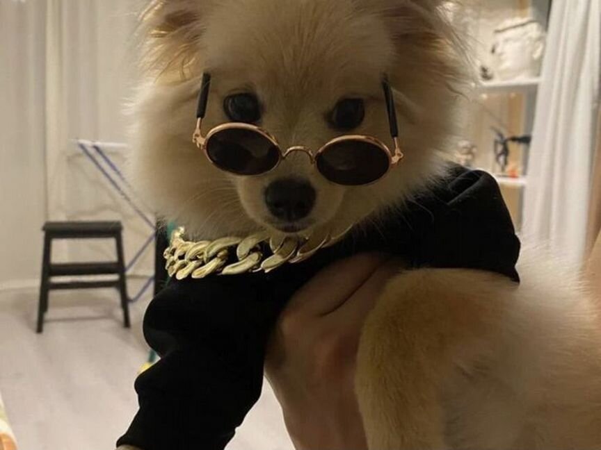 Костюм для собаки/кошки