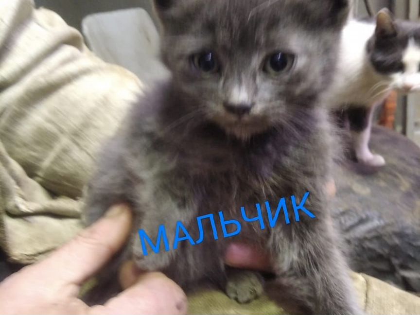 Малыши серики в добрые руки