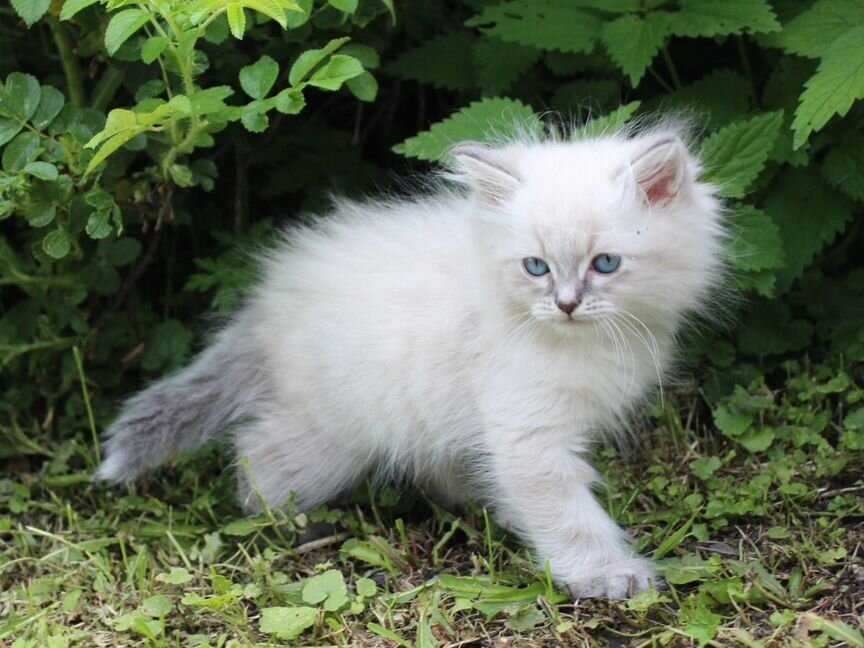 Невский маскарадный мальчик