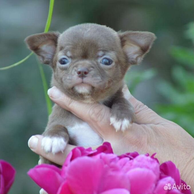 Девочка шоколадная конфеточка