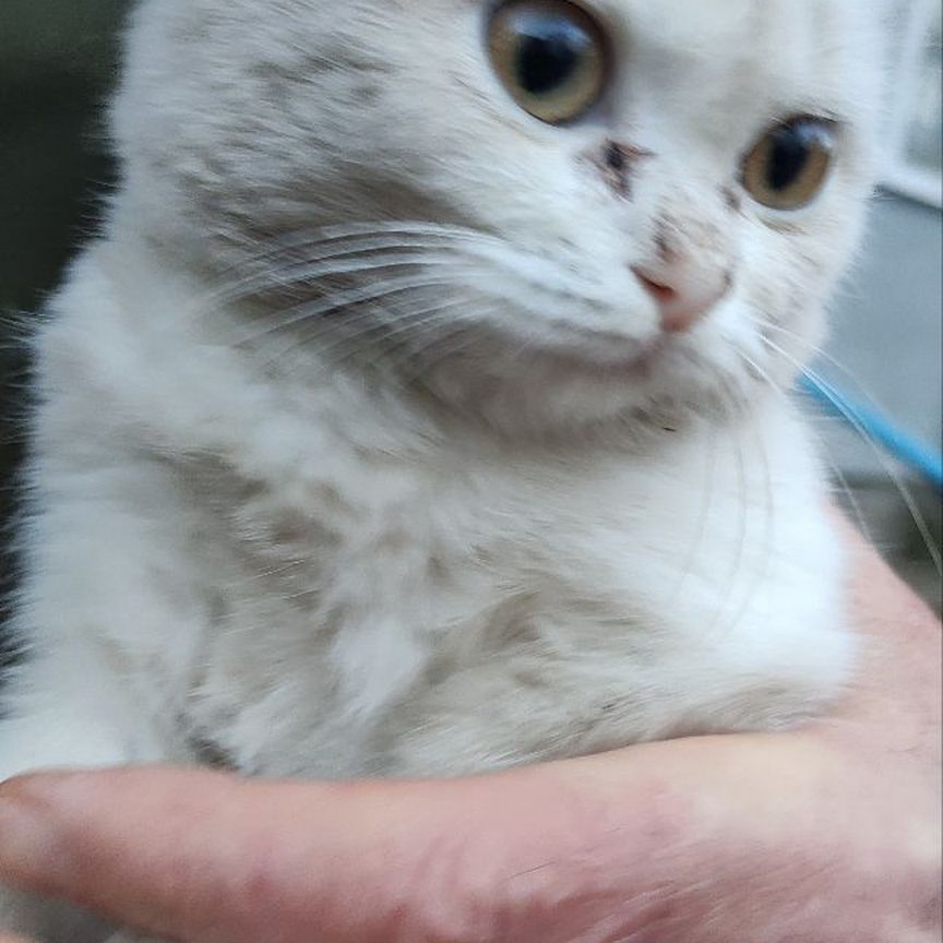 Котенок в добрые руки