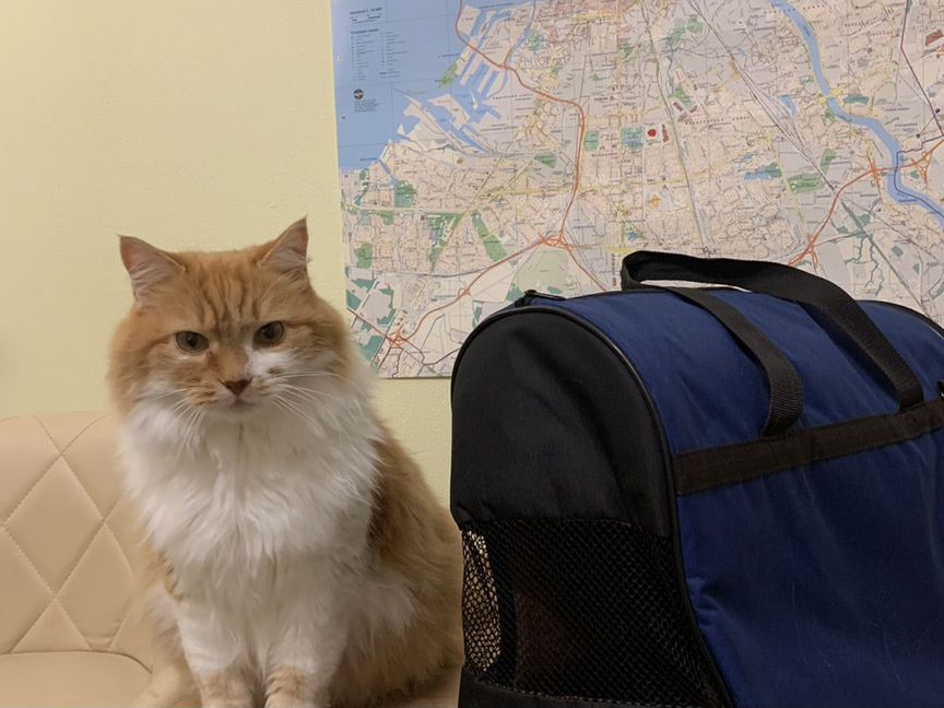 Переноска для кошек