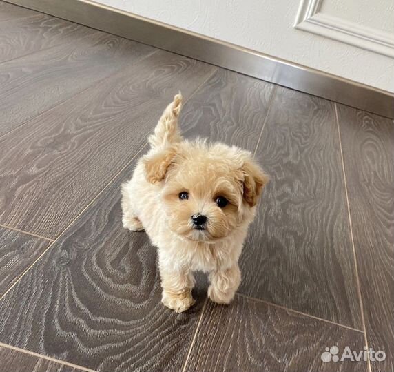 Щенки мальтипу f1 мини