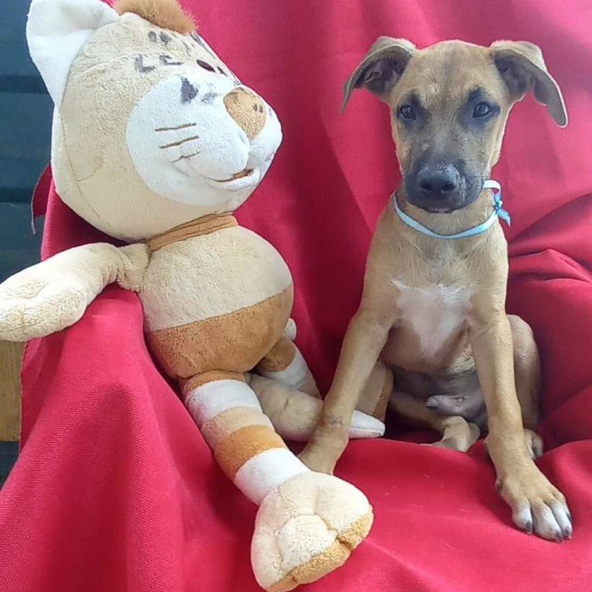 Собака в добрые руки