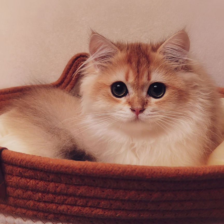 Британский котик