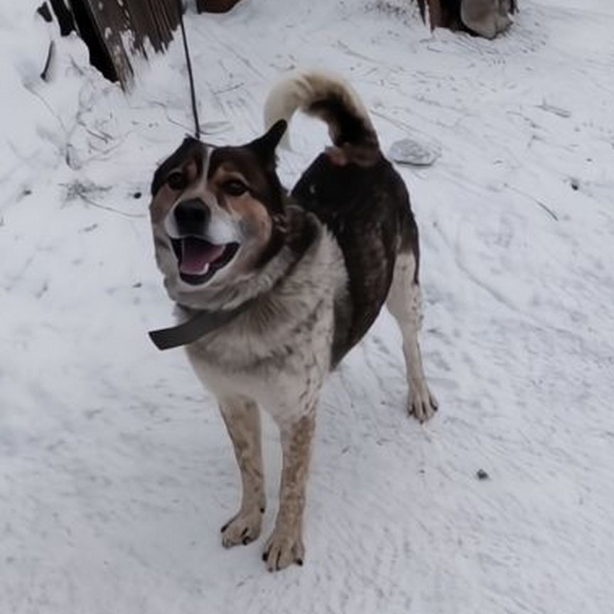 Немецкая овчарка, взрослый пёс