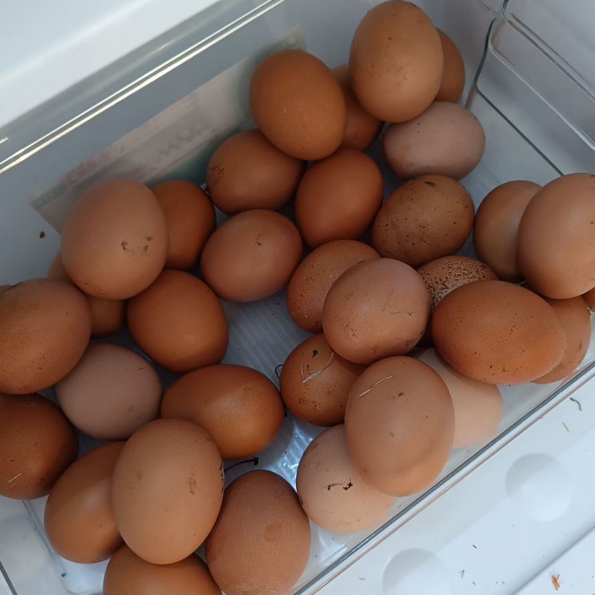 Яйца домашние куриные