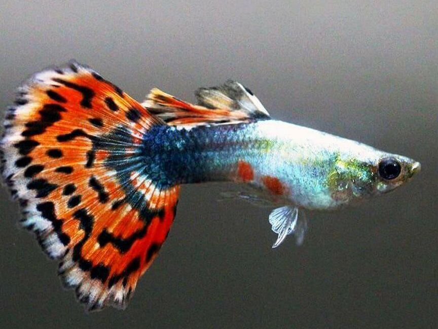 Аквариумные рыбки гуппи