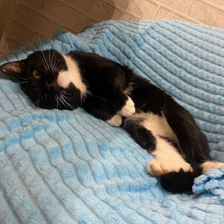 Взрослый кот в добрые руки