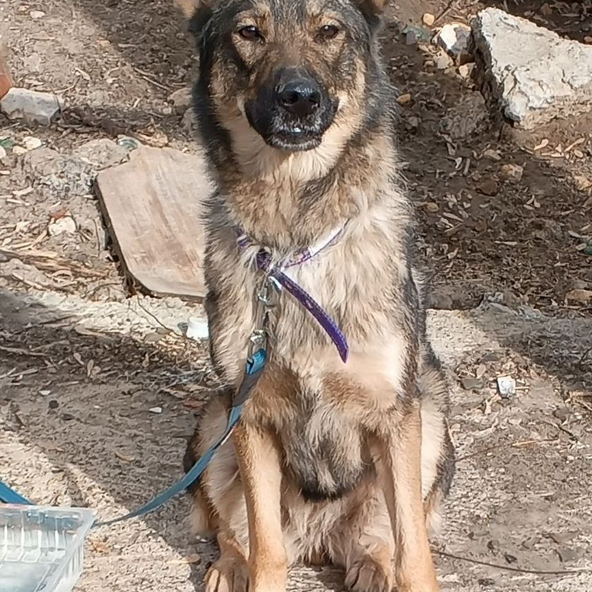 Собака в добрые руки