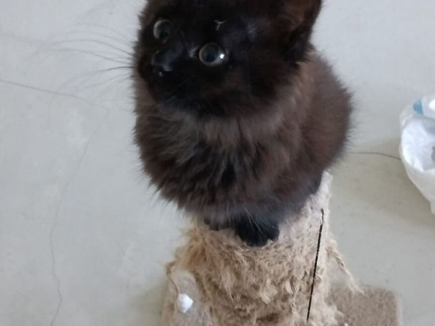 Очаровательный котенок