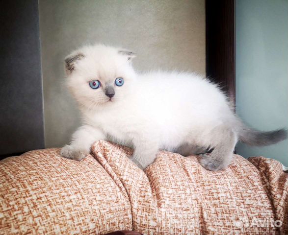 Шотландские котята блю поинт