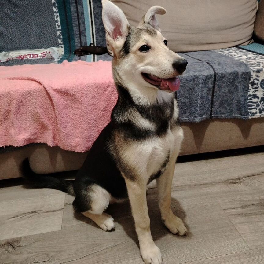 Щенок в добрые руки