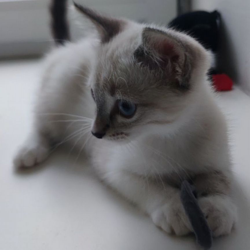 Тайские котята