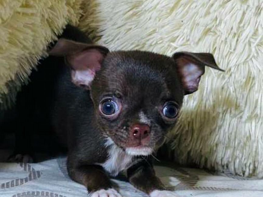 Щенок Чихуахуа мини