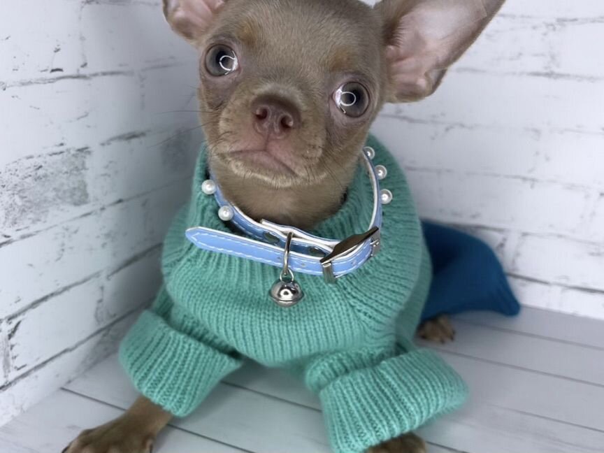 Luxury mini мальчик