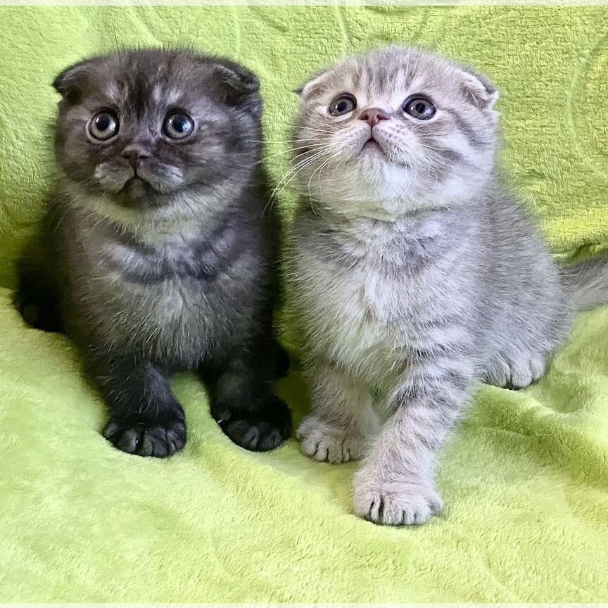 Шотландский вислоухий короткошёрстный котёнок