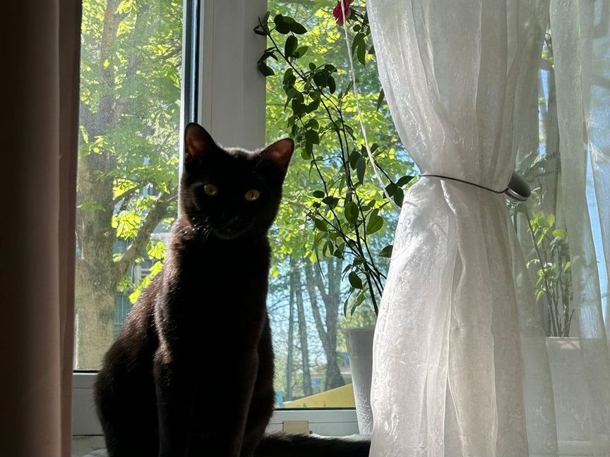 Бомбейская кошка в добрые руки