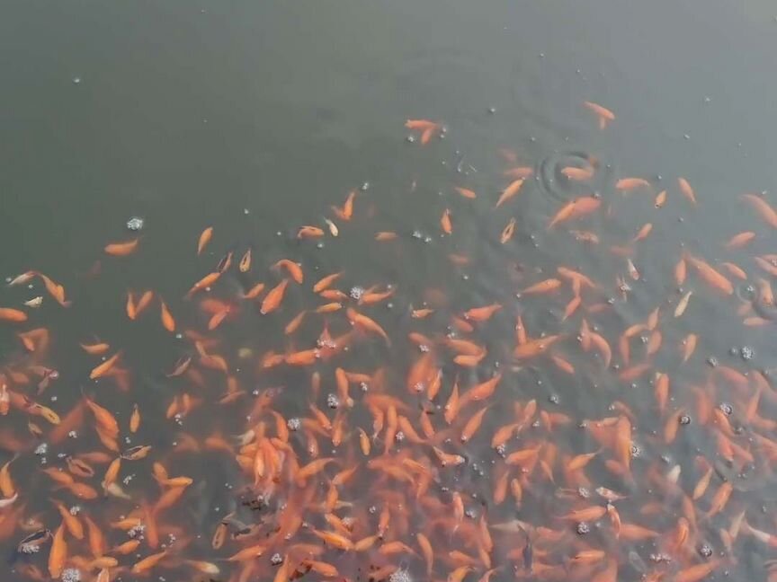 Золотые рыбки