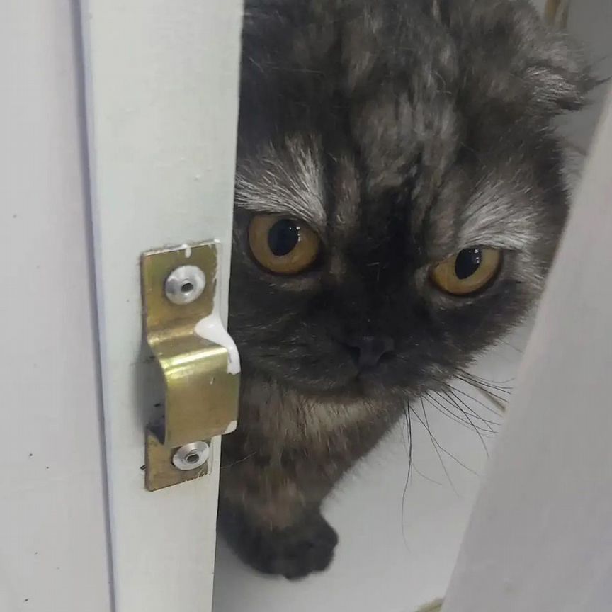 Взрослая, кошка в добрые руки