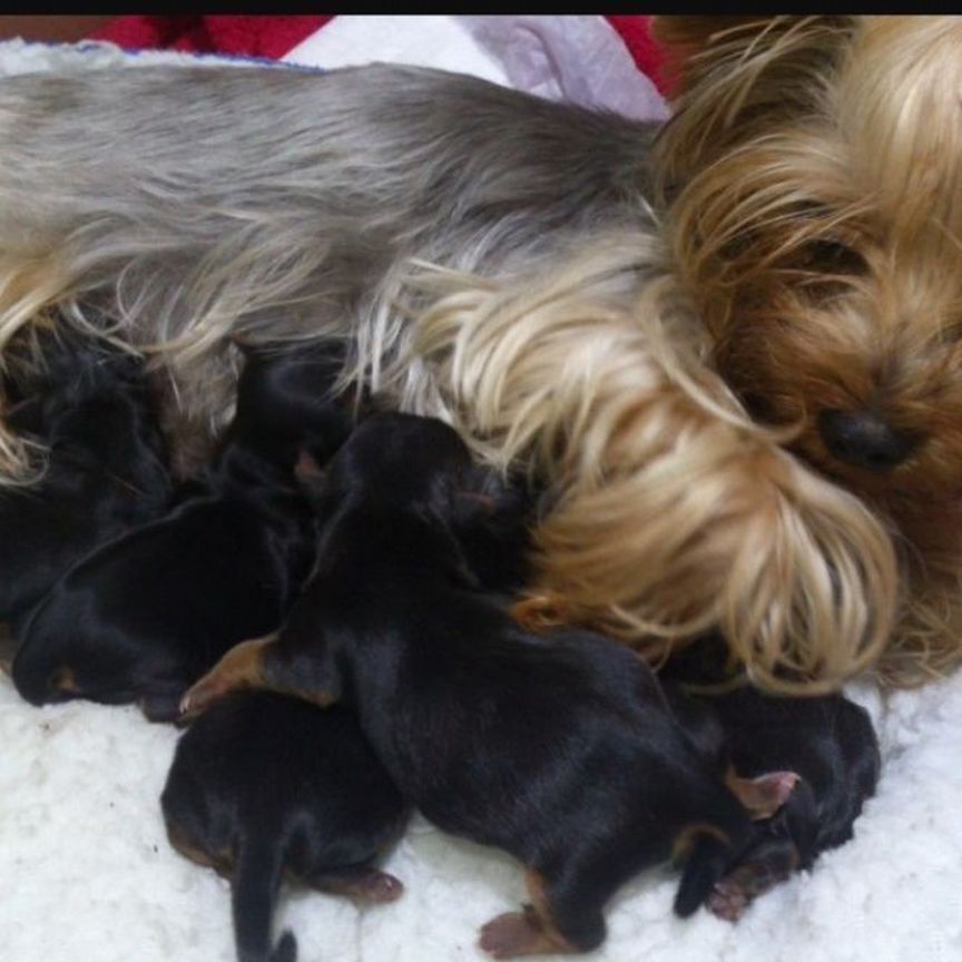 Йоркширский терьер