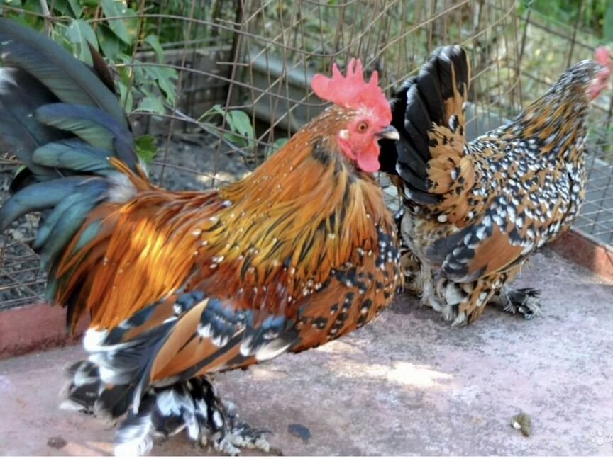 Куры, семья Мильфлёр