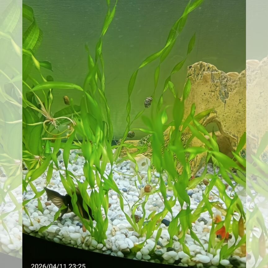 Валиснерия спиральная, поросль