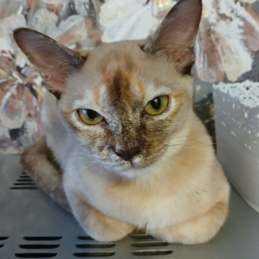 Бурманские котята