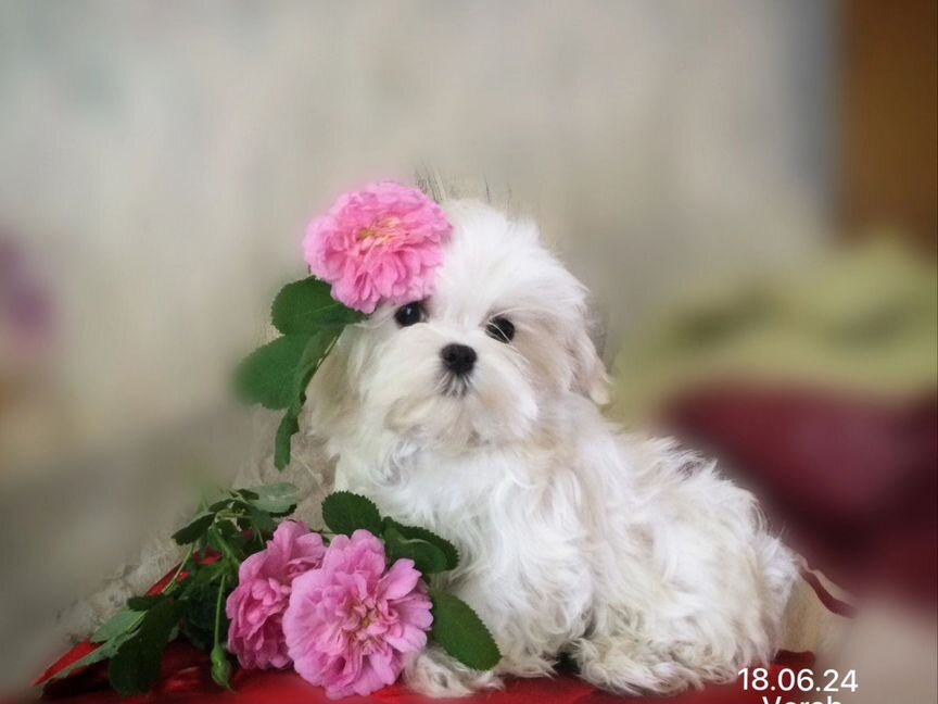 Щенки мальтийской болонки мальтезе