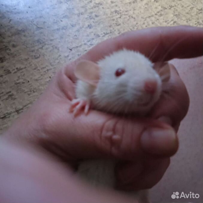 Крысята 1 месяц