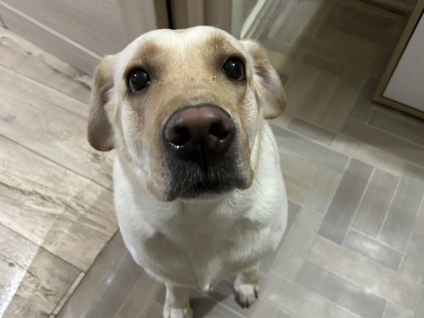 Собака лабрадор