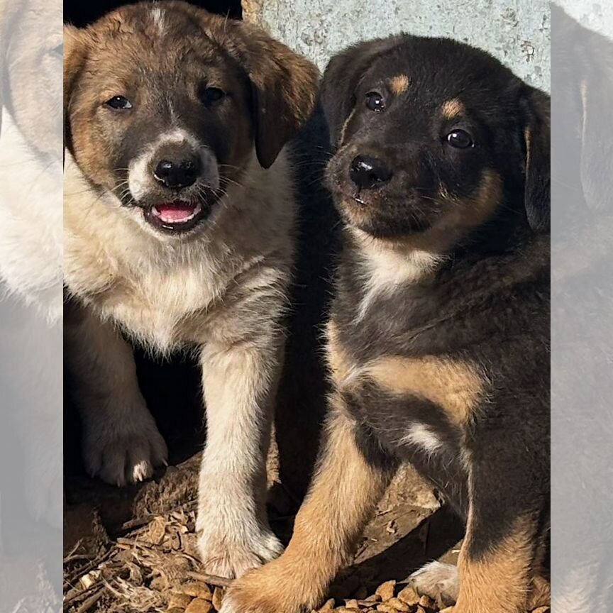 Щенок в добрые руки