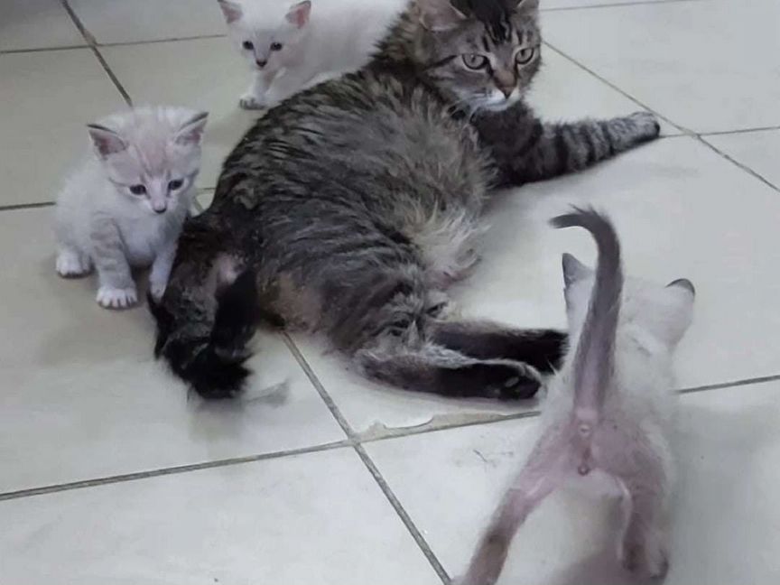 Кошечка и ее малыши