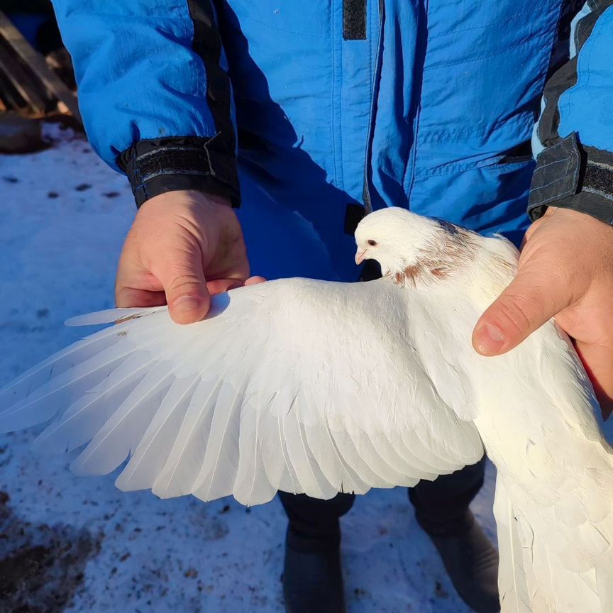 Голуби мраморные шейки