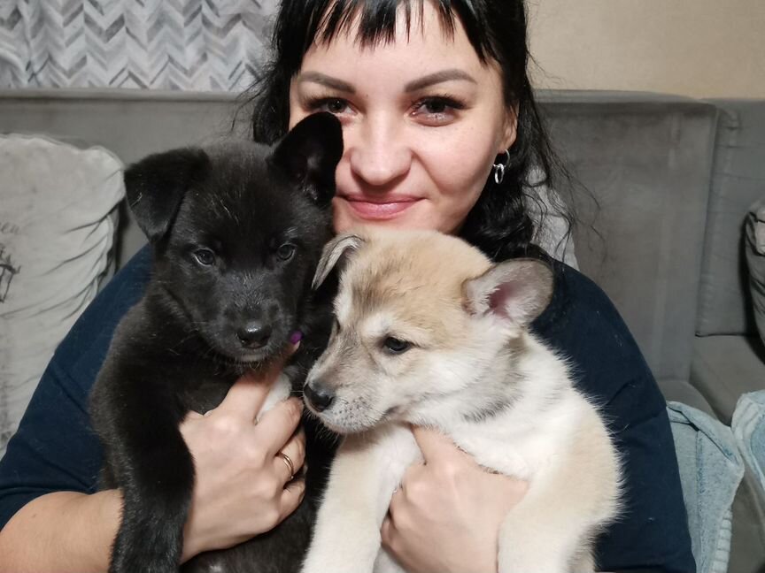 Красотки щенки хаски