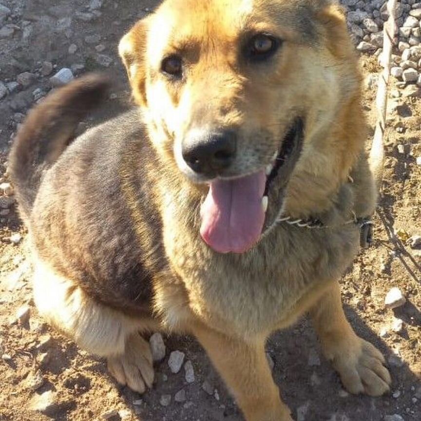 Собака охраняка