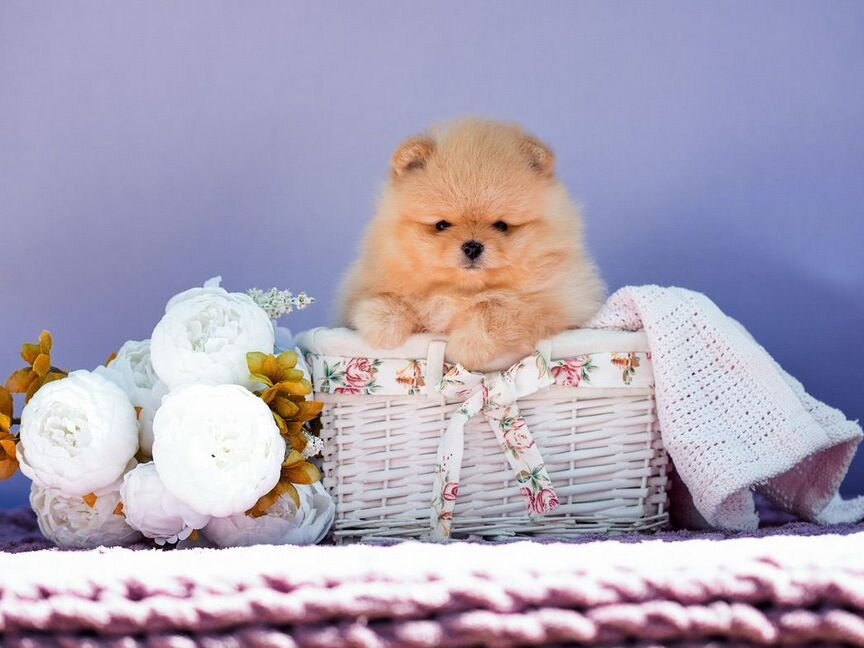 Барни мальчик