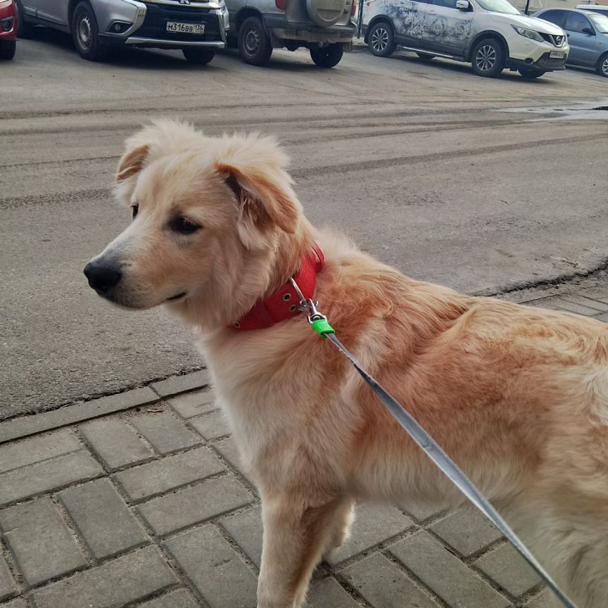 Собака в добрые руки